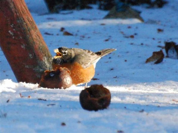 Cute birdies - The Concord Insider