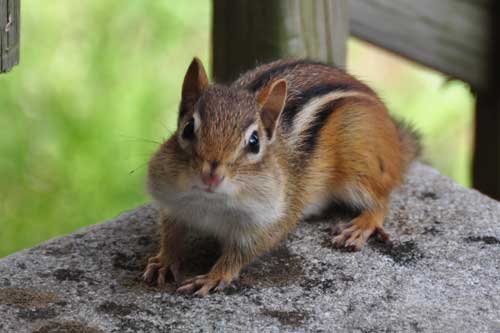 Cute chippy - The Concord Insider