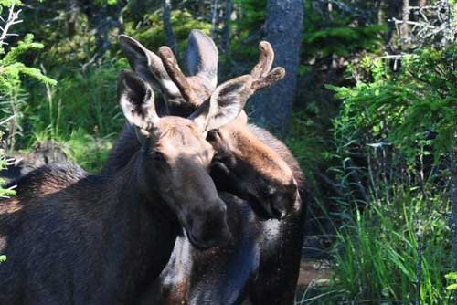 Moose sighting - The Concord Insider