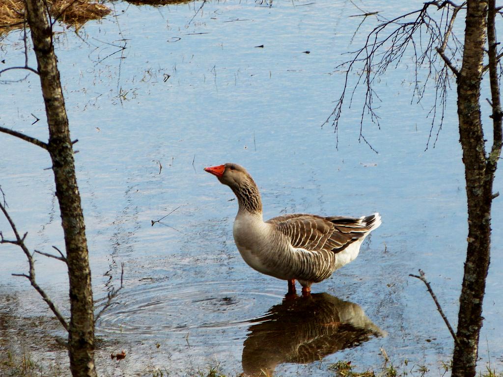Honk if you're a goose - Tue, 09 Apr 2013 - The Concord Insider