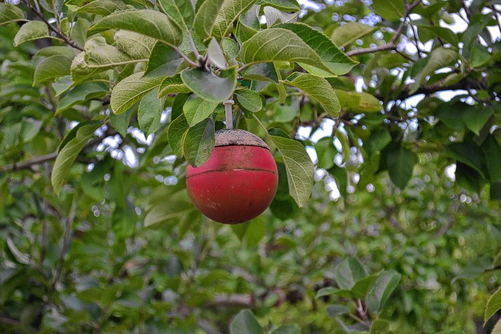 Ever wonder what those fake looking apples are? So did we - The Concord ...