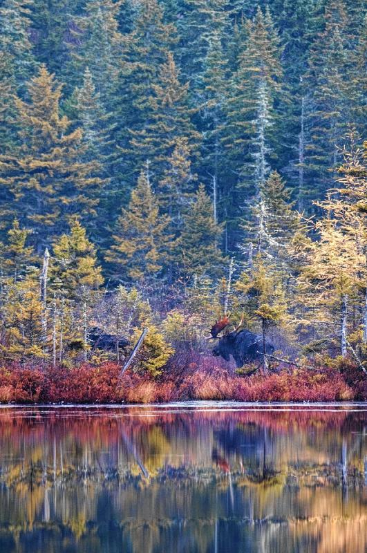 A look at nature through the lens of photographer Roger Irwin - The ...