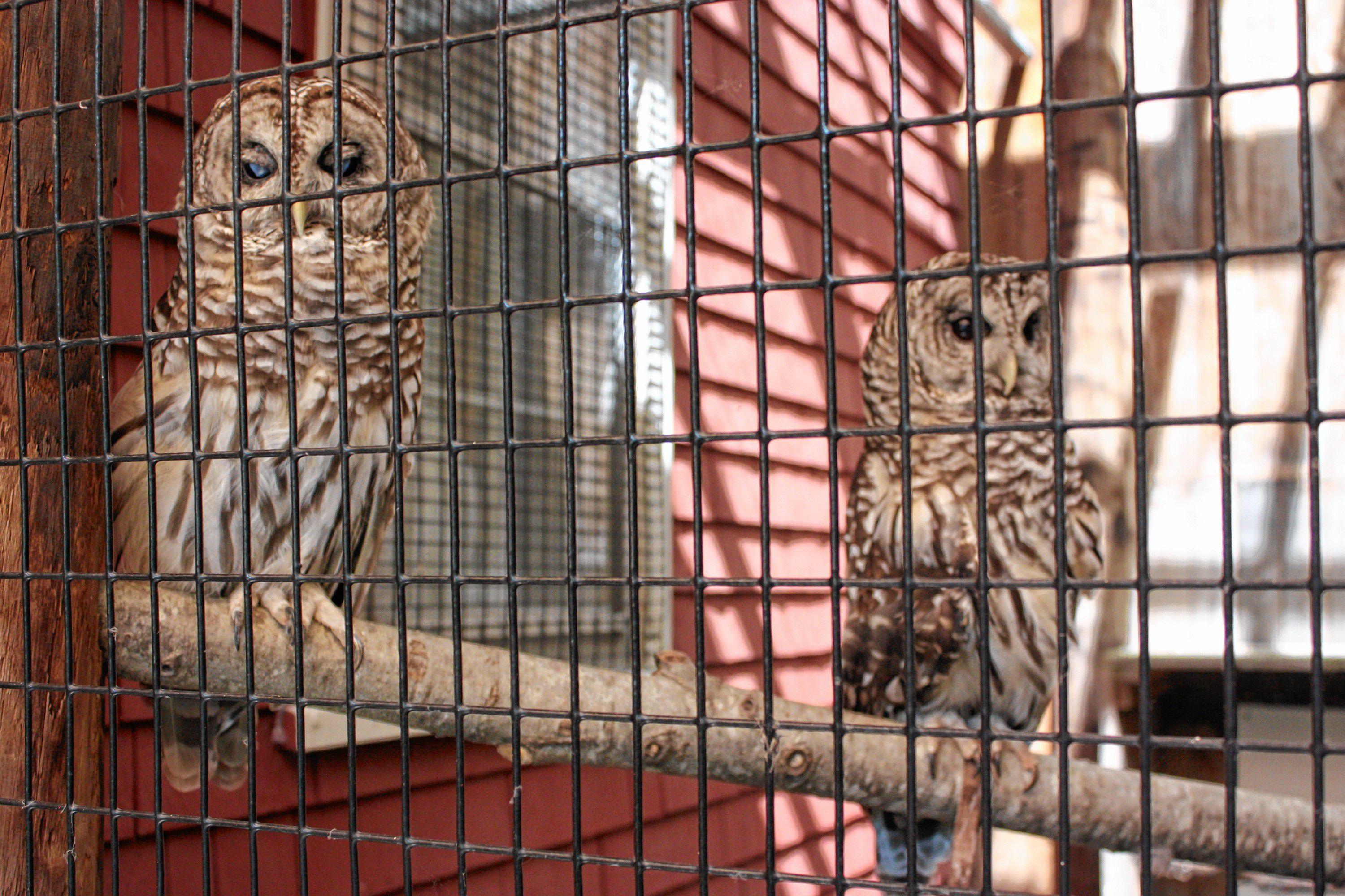 The McLane Center has a whole lot going on - The Concord Insider