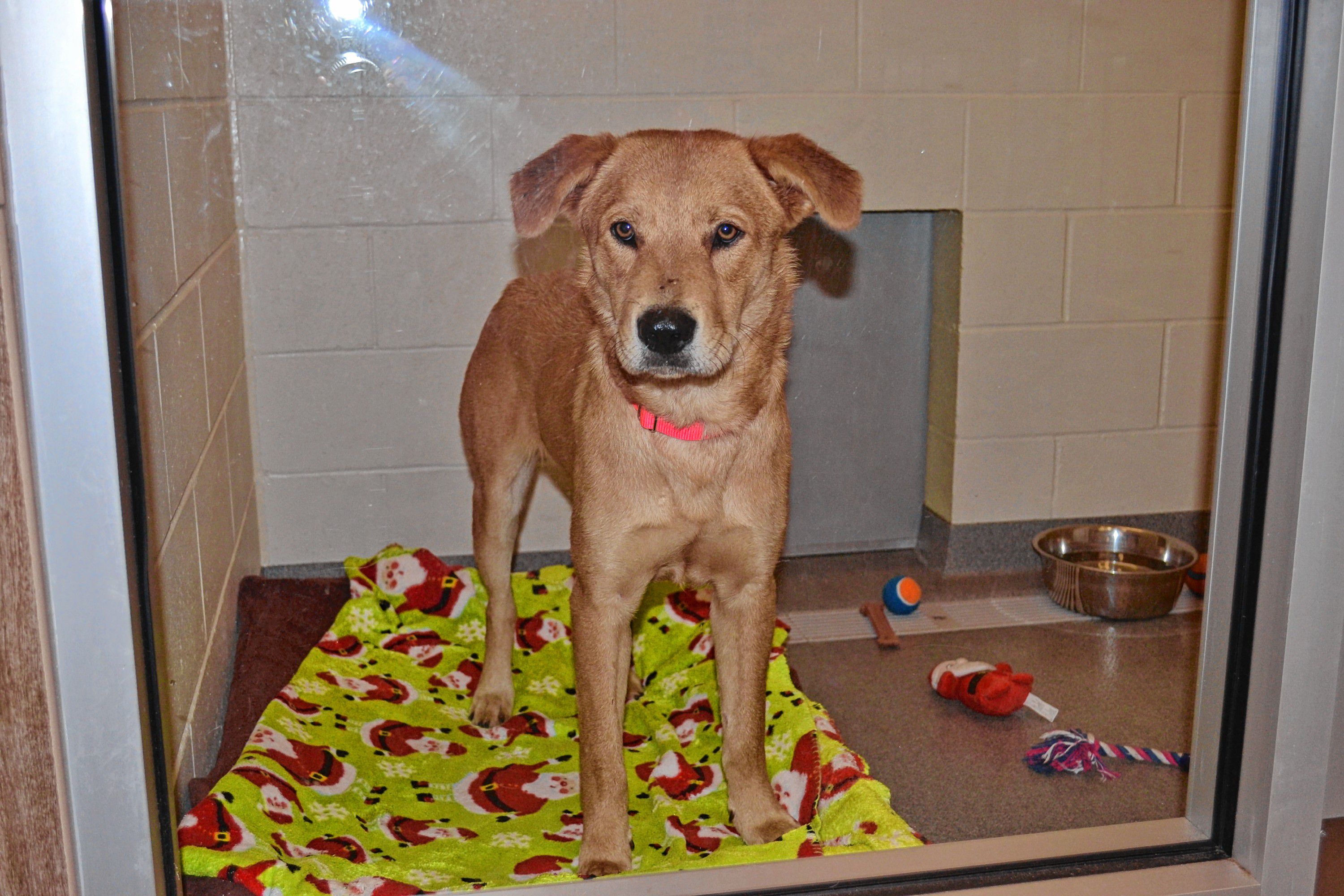 Joe, a brown Labrador mix, is a little over a year old and has been at ...