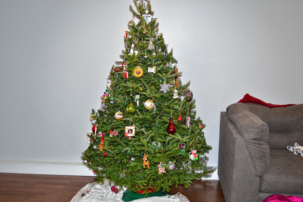 Want to get rid of your tree? Put it out at the curb - The Concord Insider