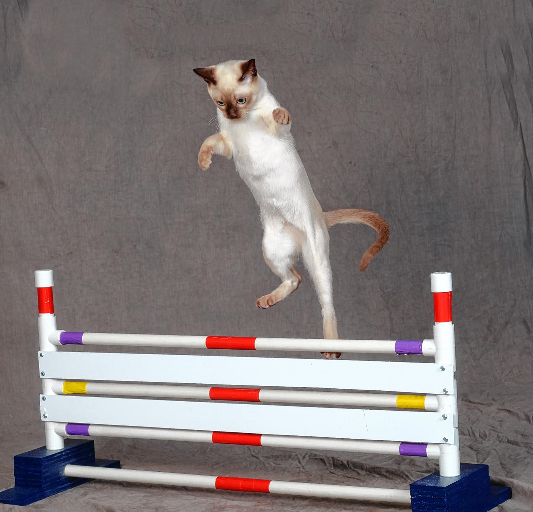 You can see all kinds of cats doing cat-like things at the Seacoast Cat ...