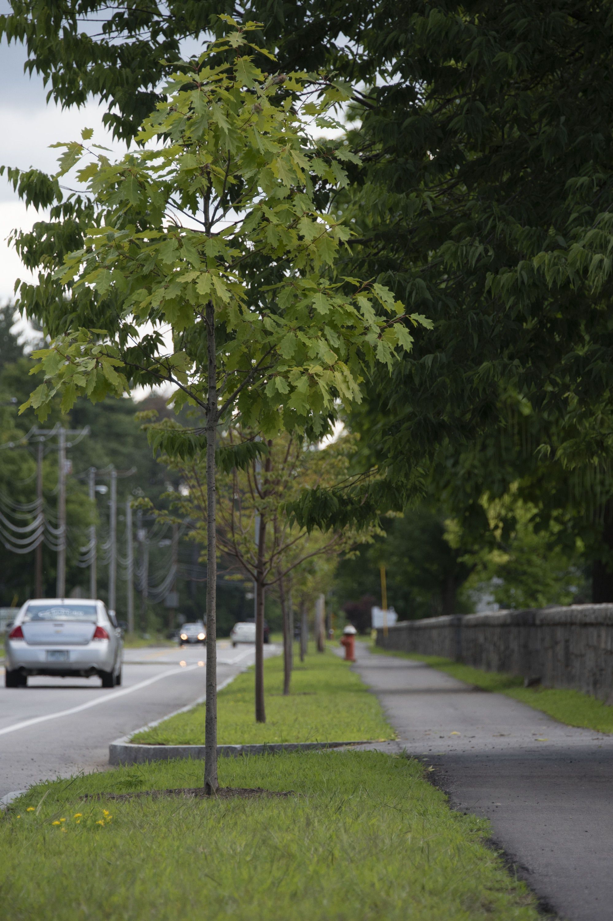 Sustainable Street Tree Program shows Concord's commitment to urban ...