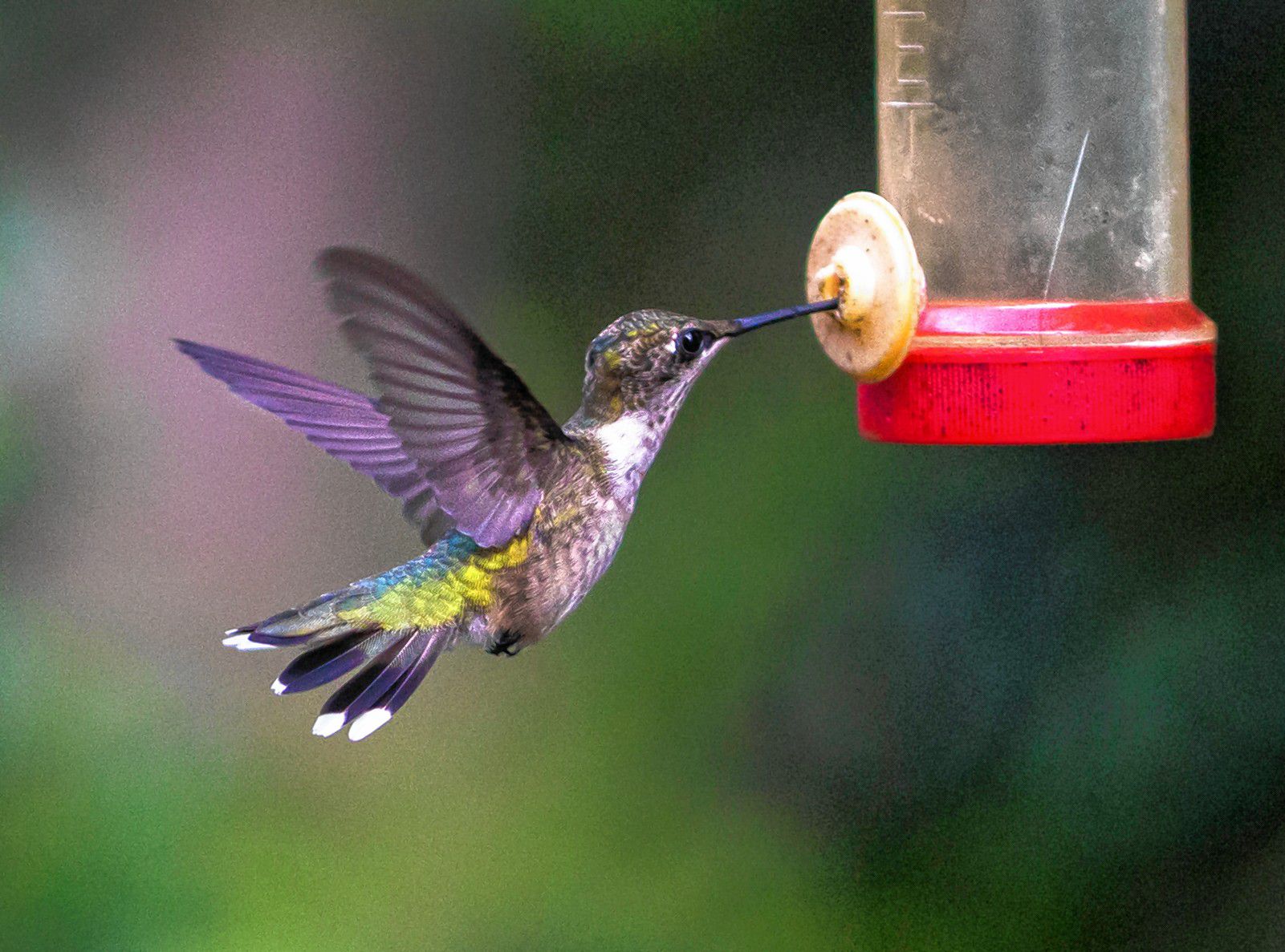 A hummingbird feeds from nectar at Al Foster's backyard on Monday, Aug ...